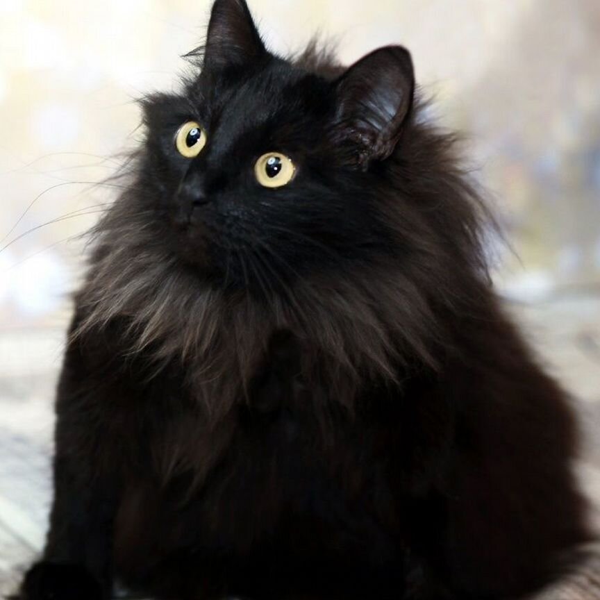 Алабама— друг, который понимает