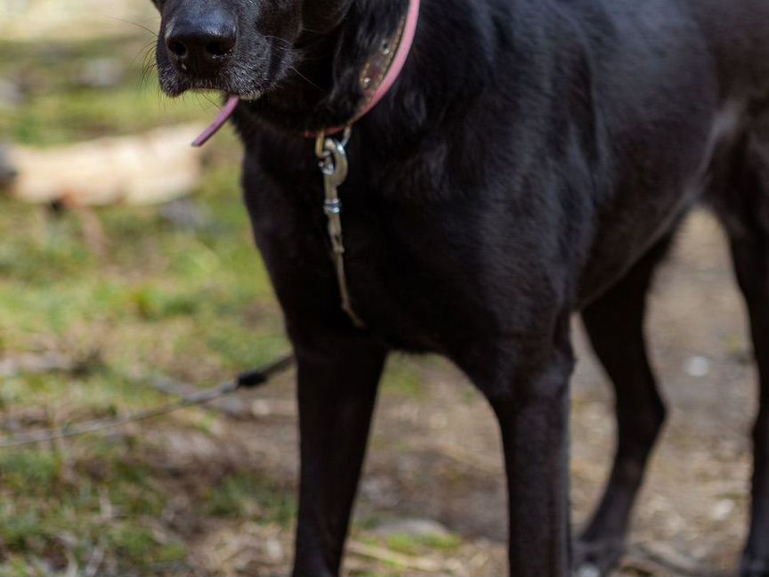 Собака в добрые руки отдам бесплатно