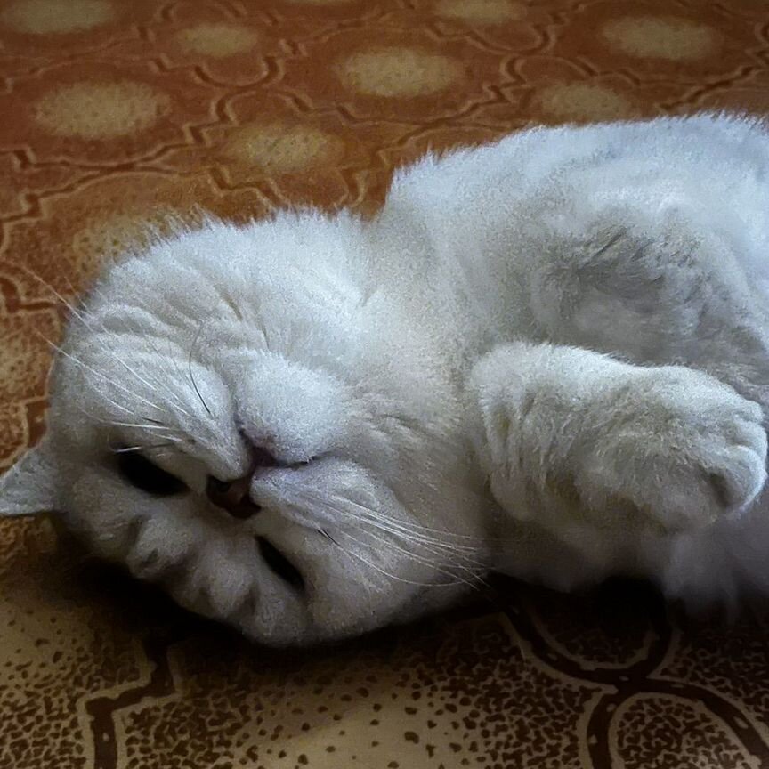 Кошечка в добрые руки