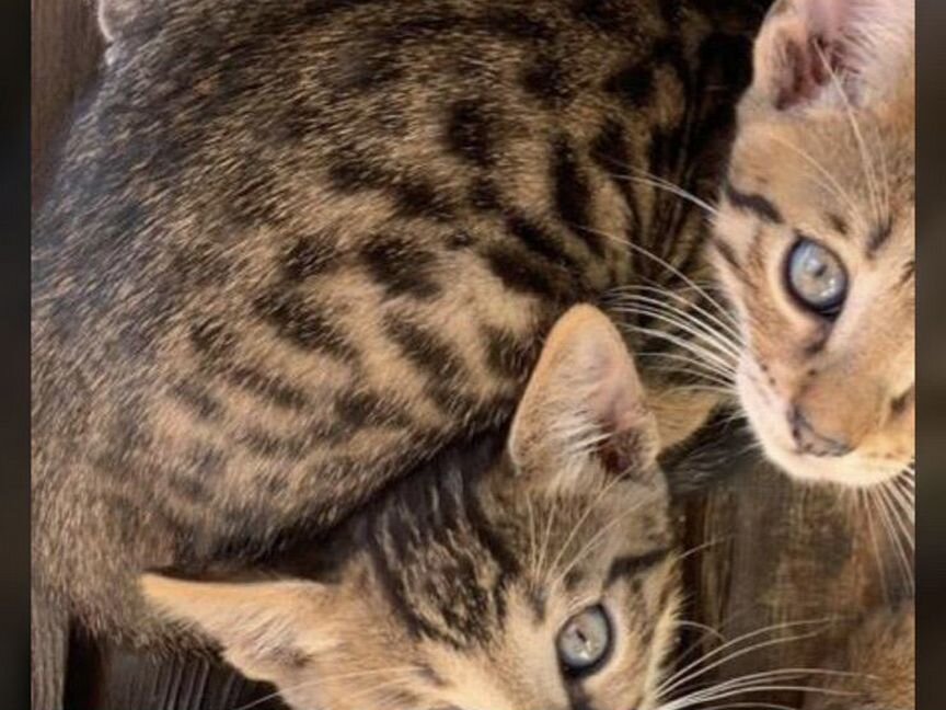 Бенгальские котята