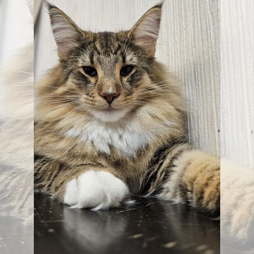 Не мэйн кун, а Норвежская лесная кошка