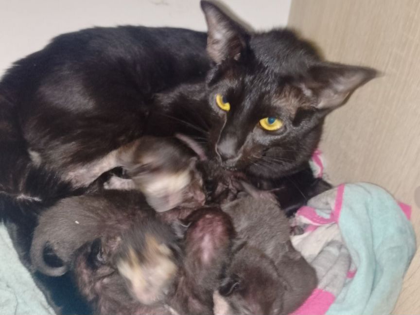 Ориентальные котята