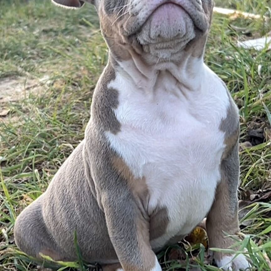 Девочка американского булли