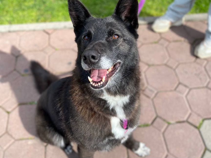 Семейная собака ищет дом