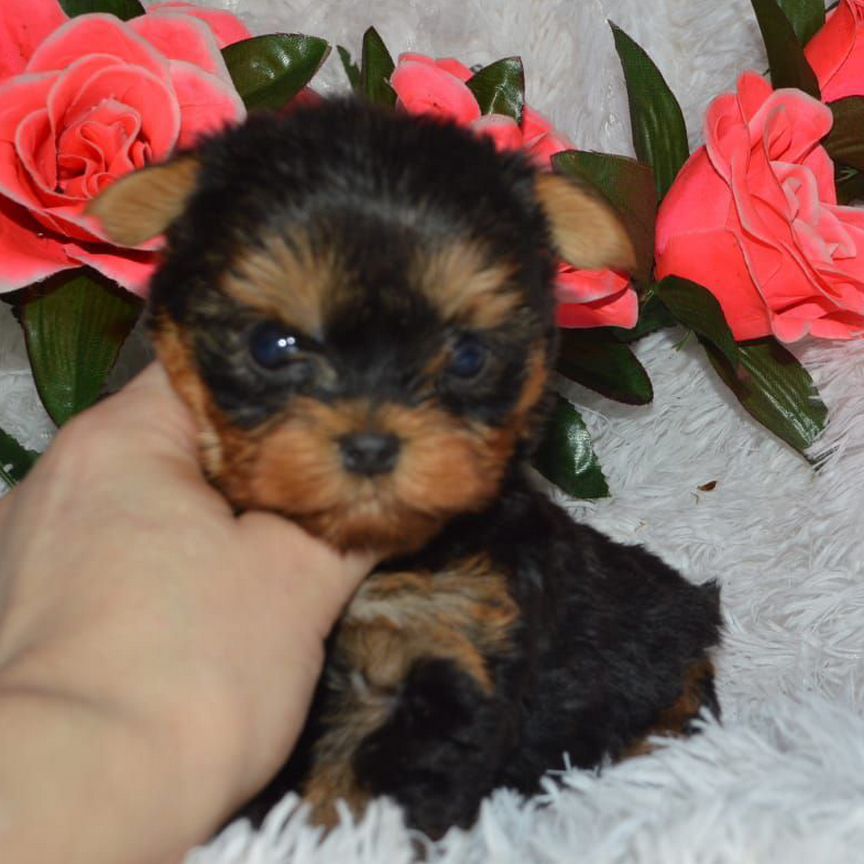 Супер мини мальчик красавчик беби фейс