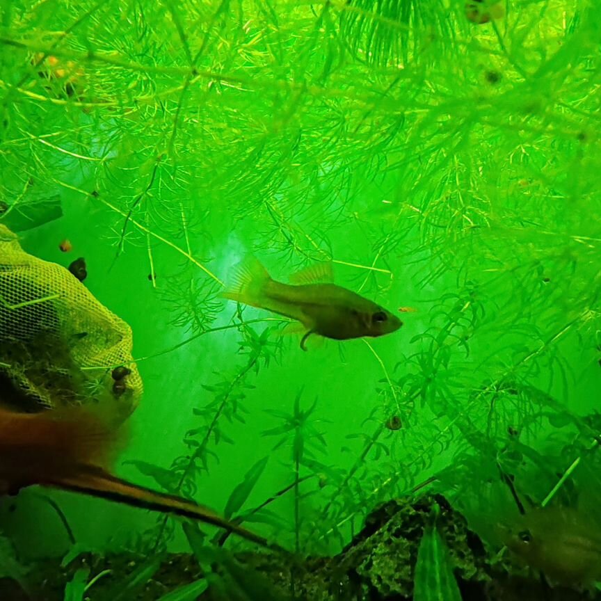 Зелёные меченосцы