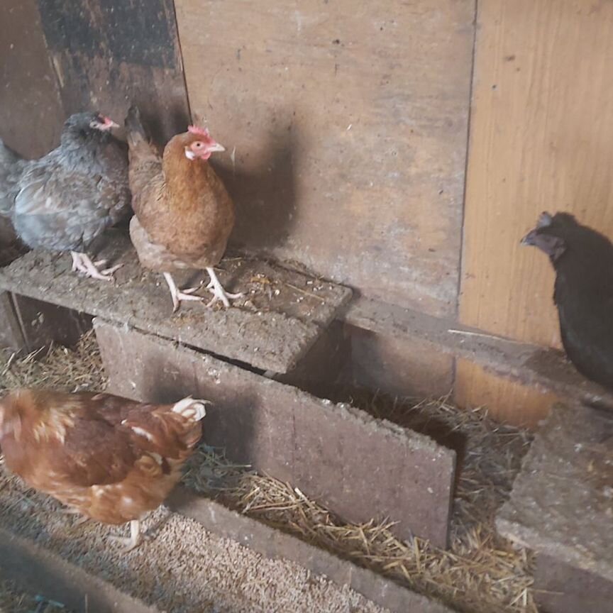 Куры несушки