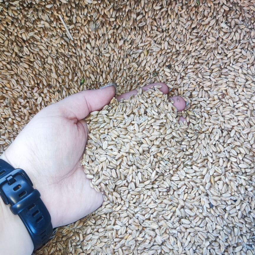 Зерно пшеница