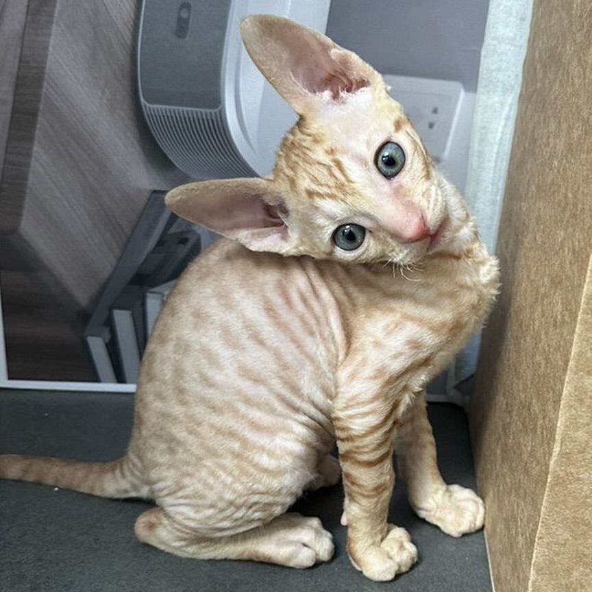 Котята корниш рекс с документами