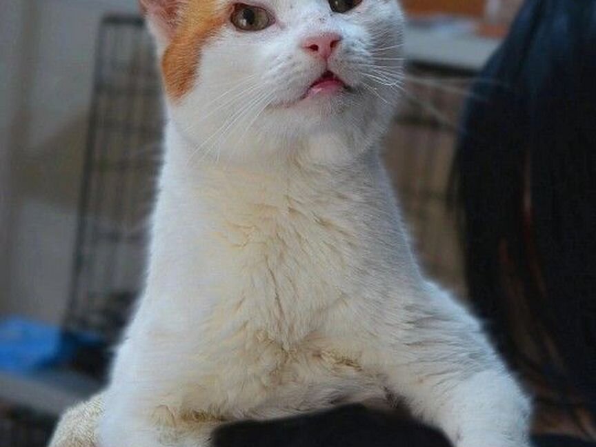 Кошки в добрые руки