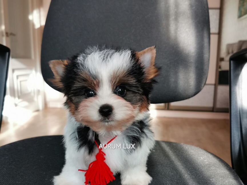 Кукольные щеночки