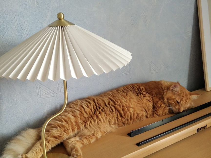 Котёнок метис Мейн - кун и сибирский