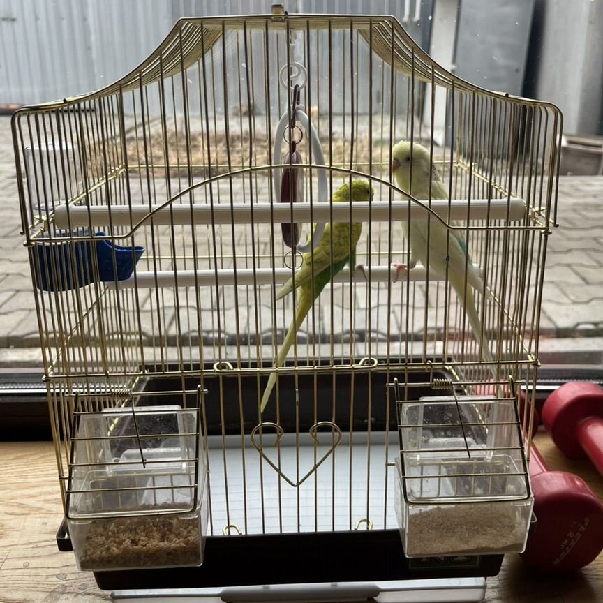 Волнистый попугай с клеткой