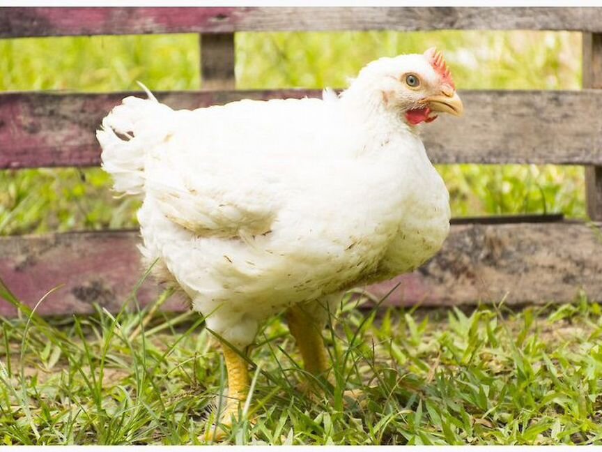 Бройлерные цыплята 2 - 3 кг. на мясо, оптом