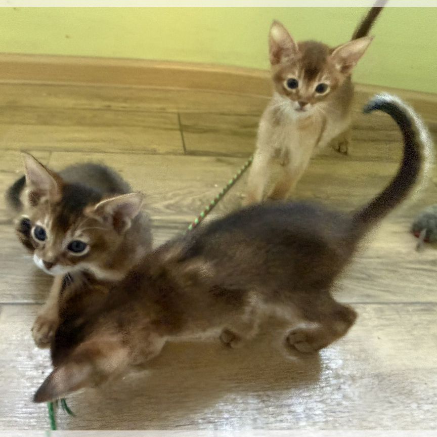 Абиссинский котёнок
