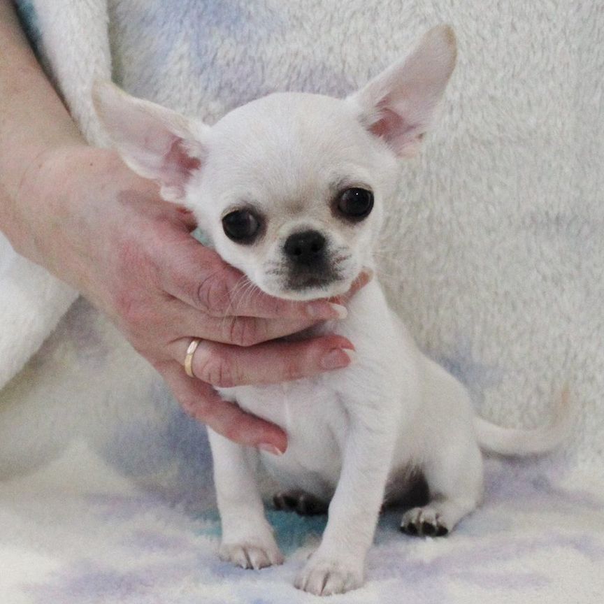 Чихуахуа, щенок