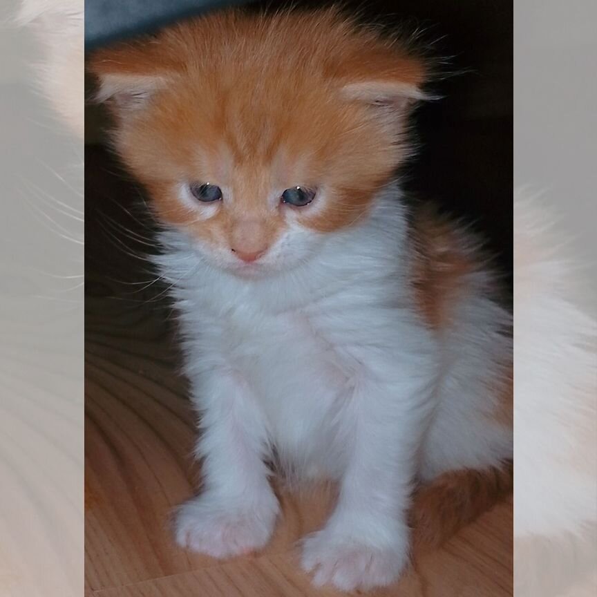 Мейн-кун котёнок