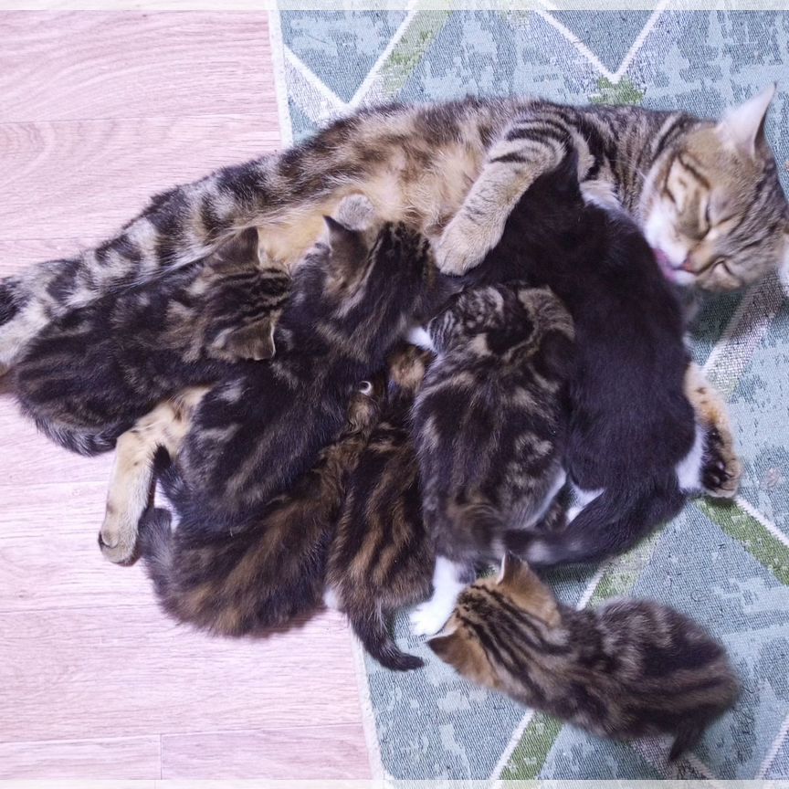 Шотландский вислоухий длинношёрстный котёнок