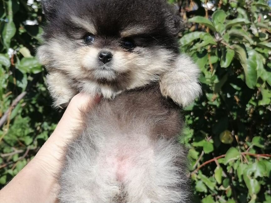 Супер мини крошка померанский шпиц