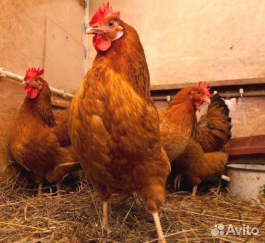 Куры несушки с доставкой