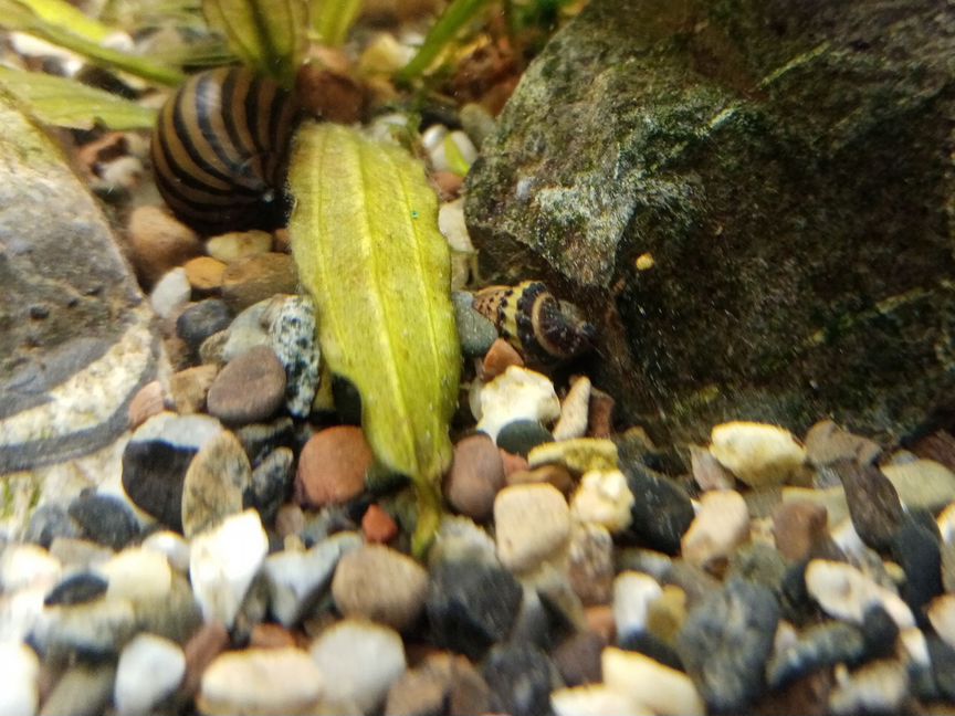 Улитка хелена