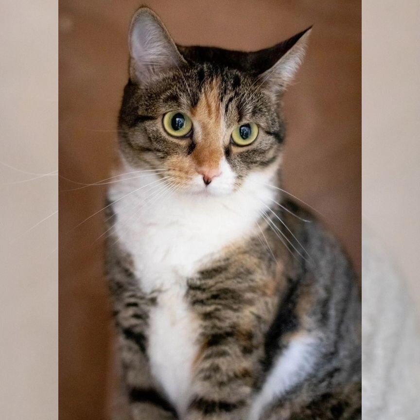 Отдам кошечку в добрые руки