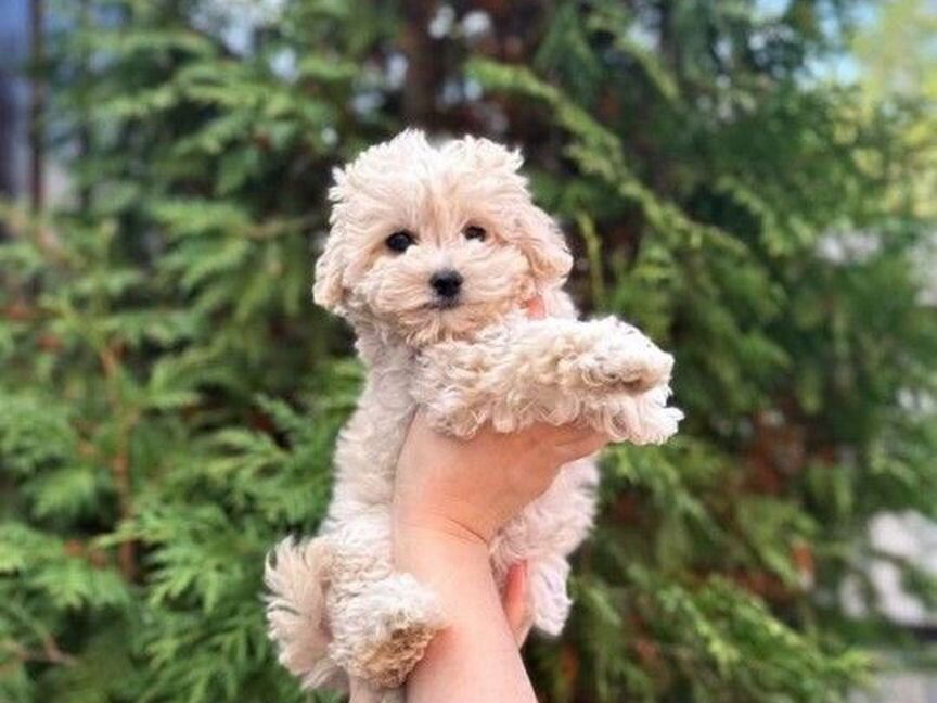 Красивая девочка Мальтипу Ф1 мини