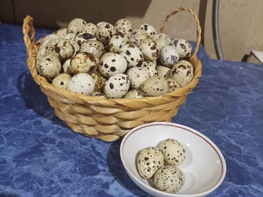 Яйцо перепелиное инкубационное