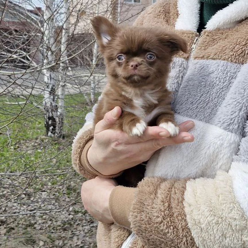 Чихуахуа, щенок