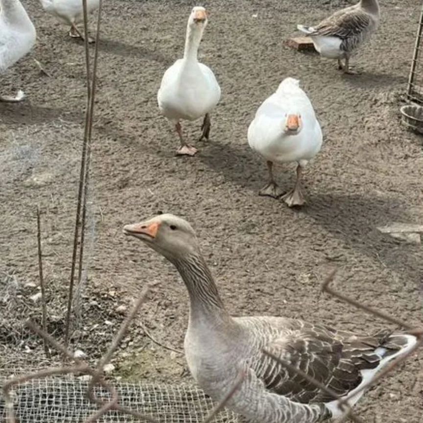 Гусь курица