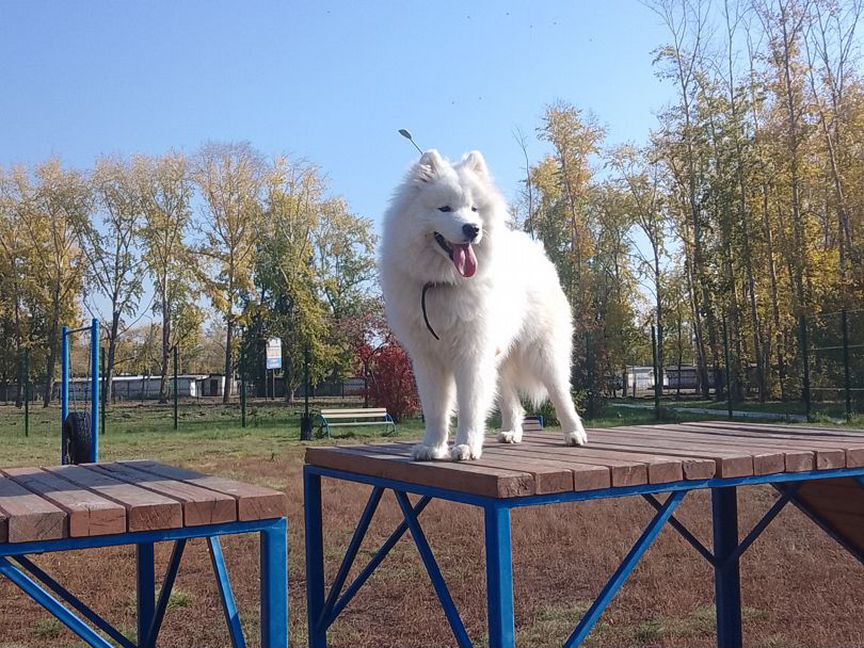 Самоедская лайка (девочка)