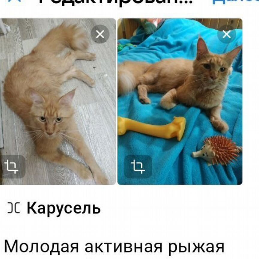 Мейн-кун, кошка вязка