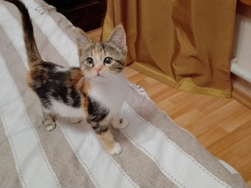 Котёнок