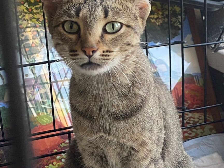 Кошка ласковая стерильная