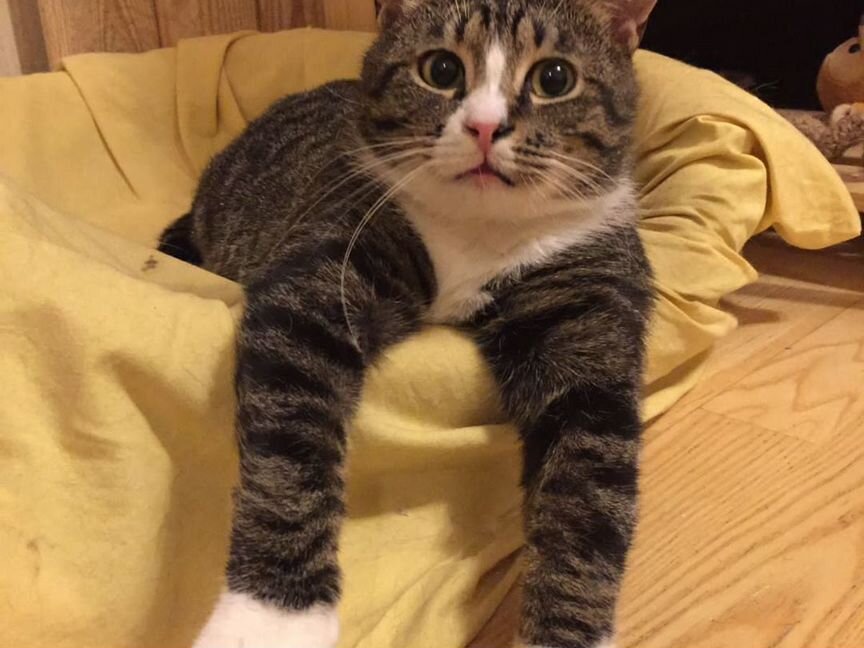 Кот Фокус, друг для собаки / котика