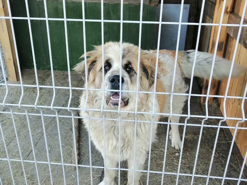 Собаки бесплатно в добрые руки