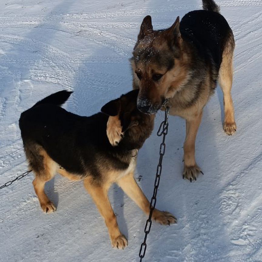 Немецкая овчарка, взрослый пёс