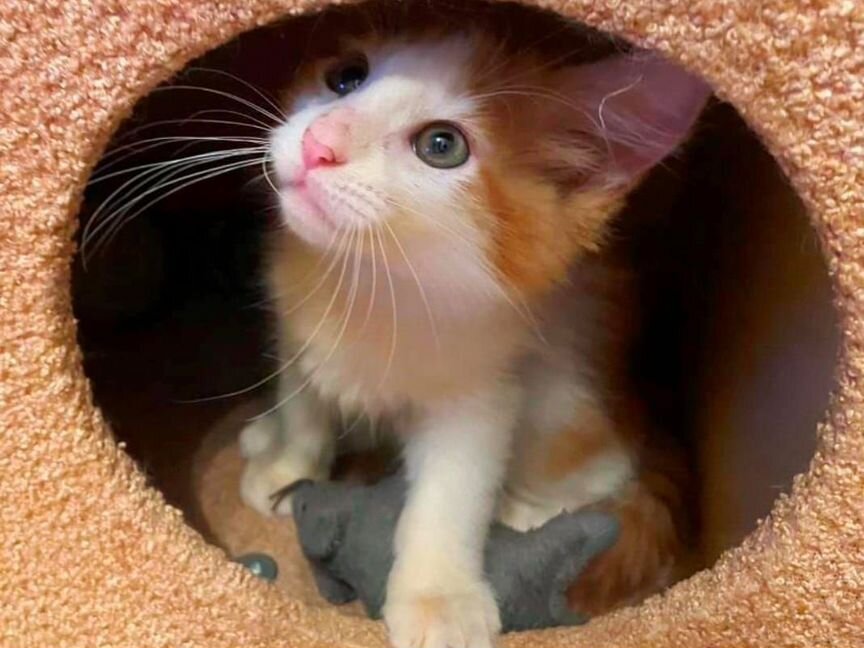 Кошка в дар бесплатно
