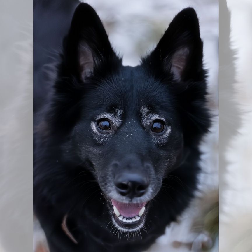 Взрослая собака в добрые руки