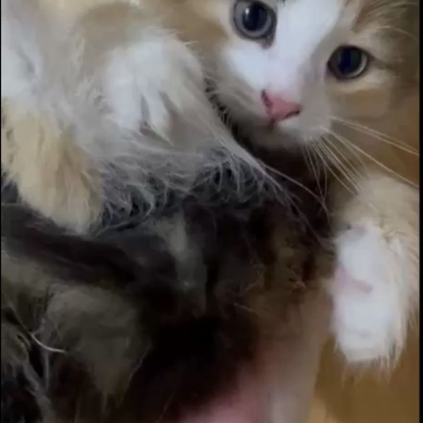 Котята в добрые руки