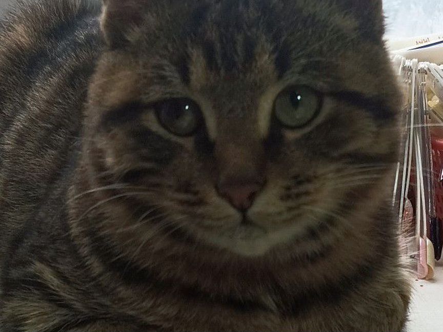 Отдам бесплатно котëнка