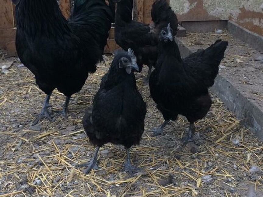 Яйца,цыплята 5 пород