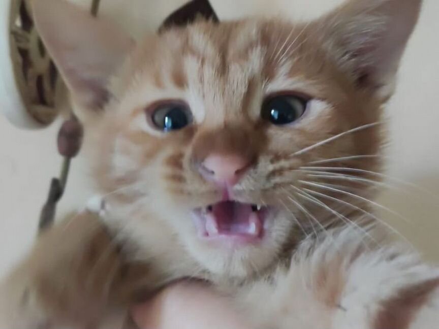 Котёнок 1.5 месяца