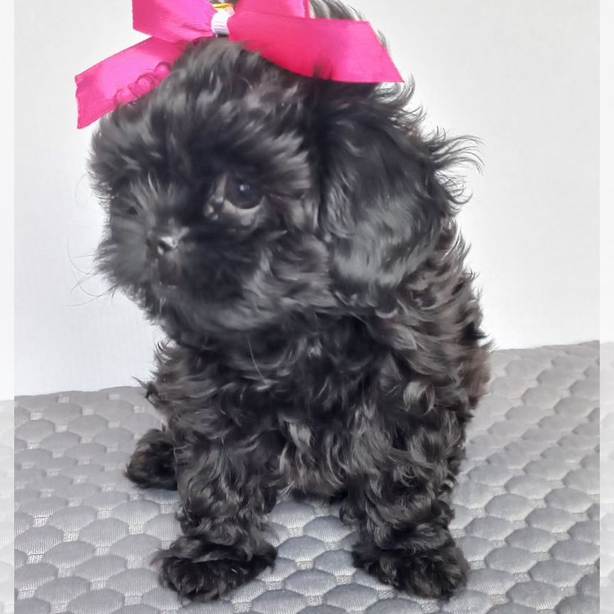 Мальтипу, щенок