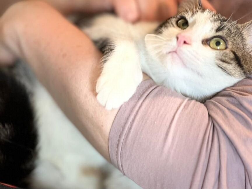 Ищем котенку дом, мальчик, 6 месяцев