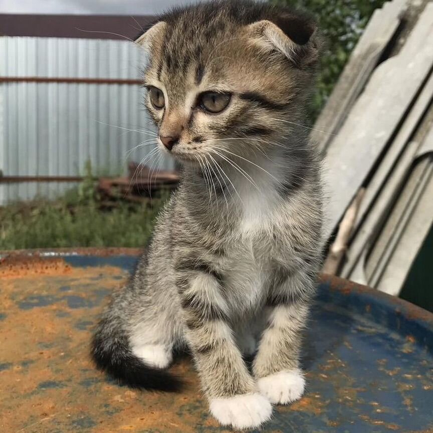 Вислоухий котенок