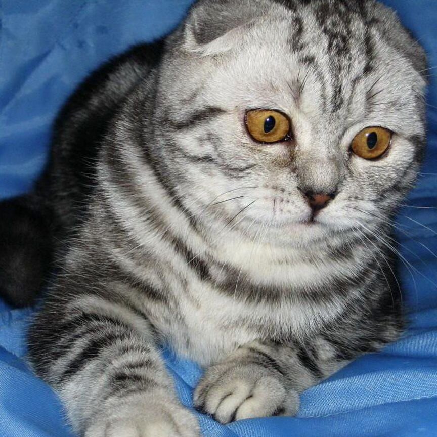 Шотландский вислоухий короткошёрстный кот, вязка