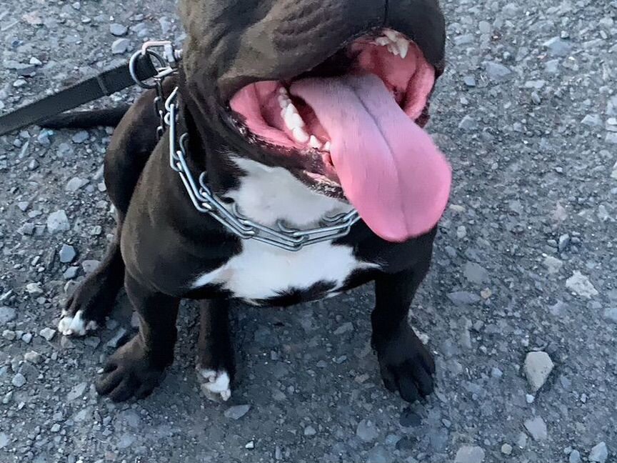 Ищем невесту. Пит