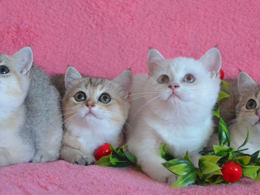Британская короткошерстная кошка