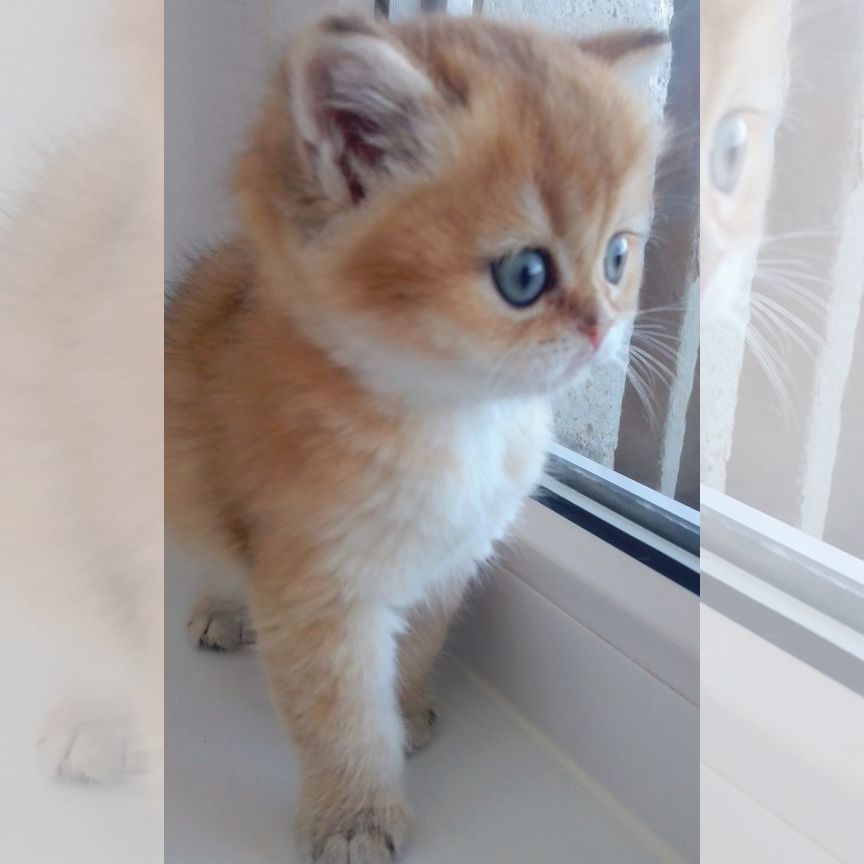 Британский короткошёрстный котёнок